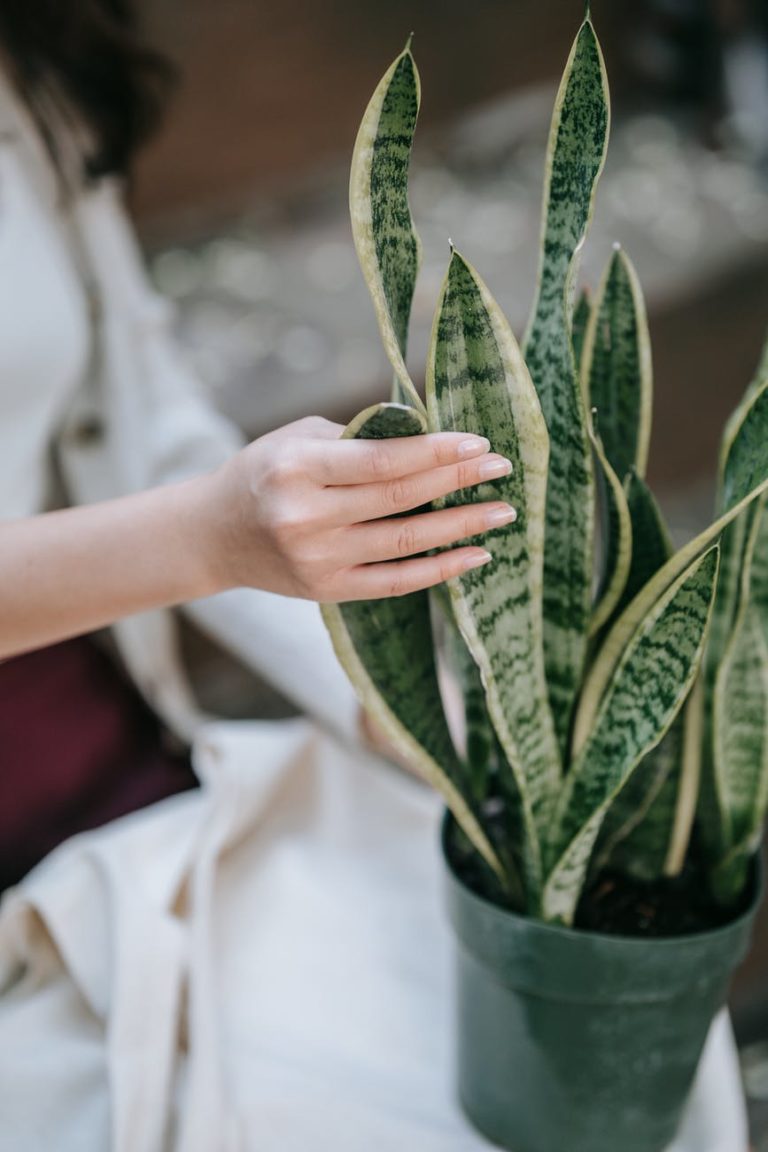 Finger Plants Or Snake Plants That Enhances The Look Of A House ...